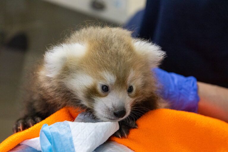 Red panda cub born at the Buffalo Zoo - Buffalo Zoo