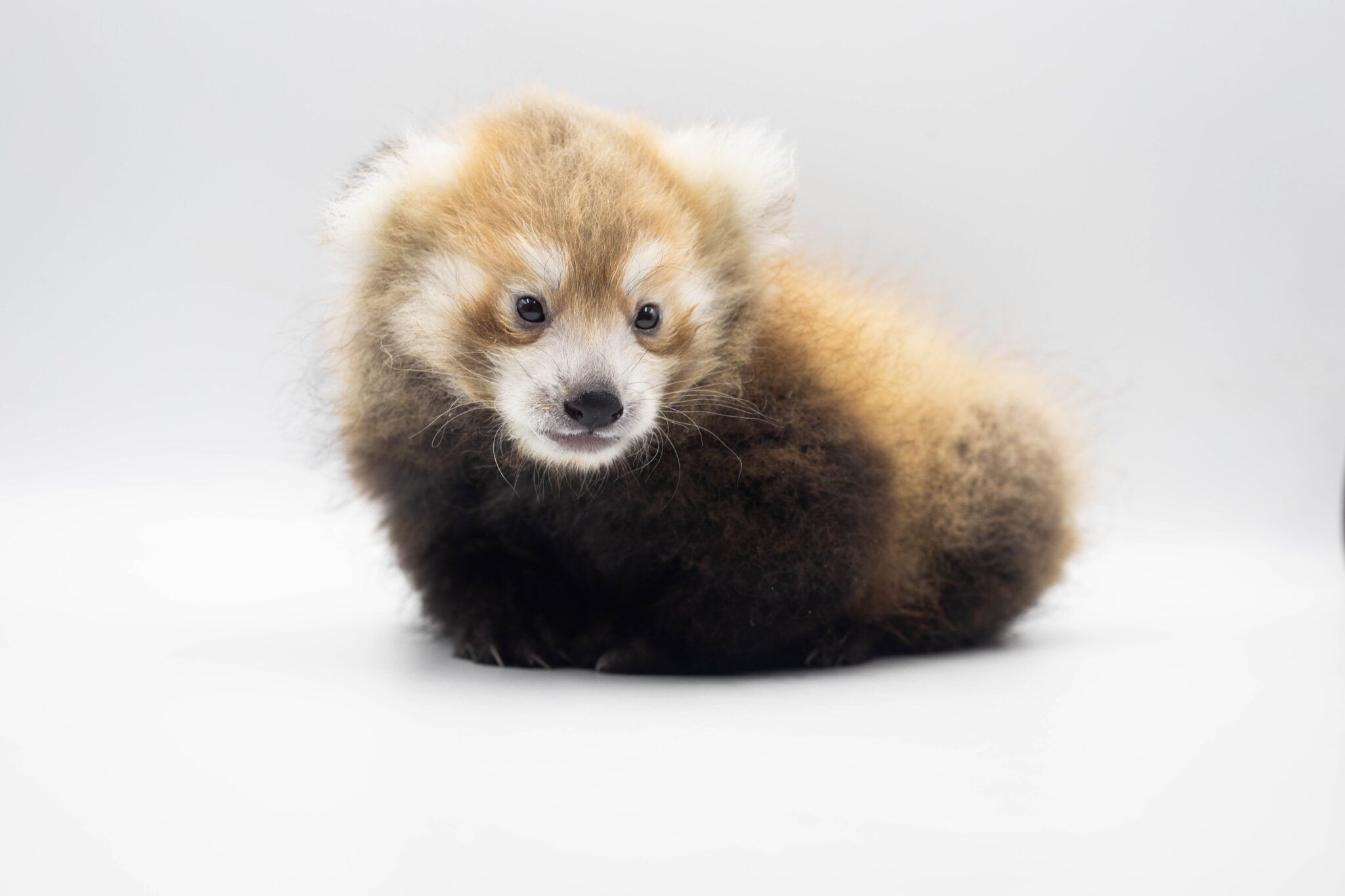 Red panda cub born at the Buffalo Zoo - Buffalo Zoo