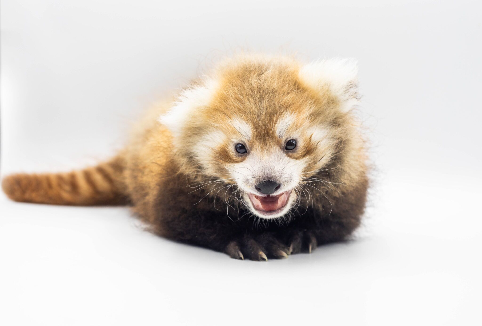 Red panda cub born at the Buffalo Zoo - Buffalo Zoo